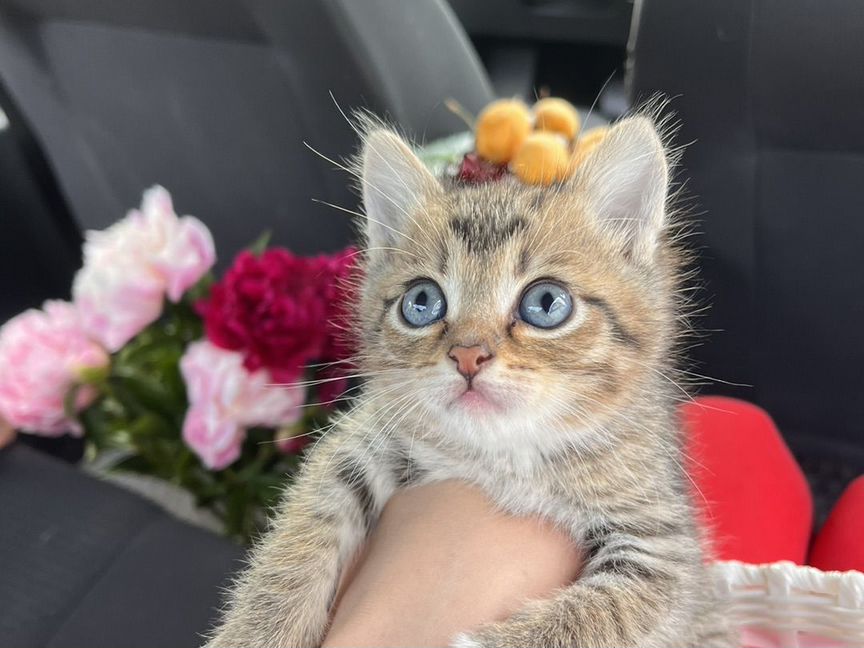 Котики маленькие бесплатно