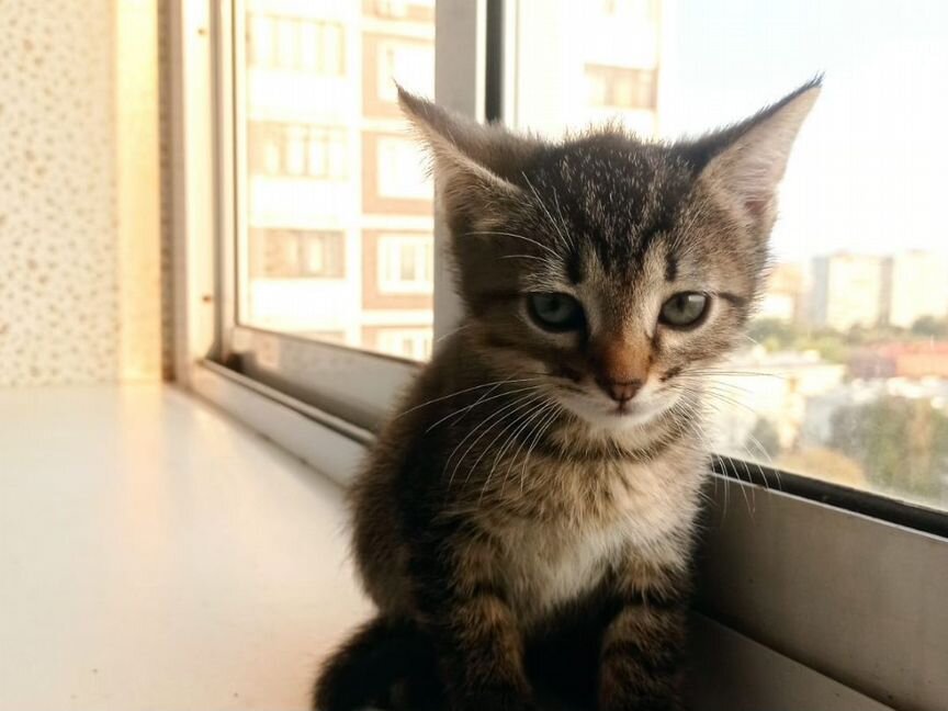 Котёнок Соник