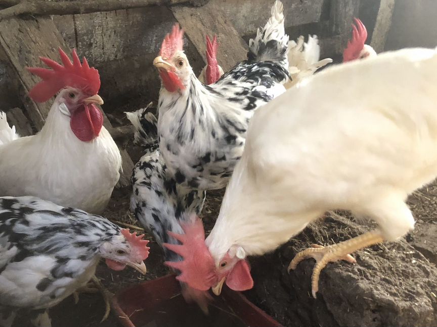 Молодые петухи