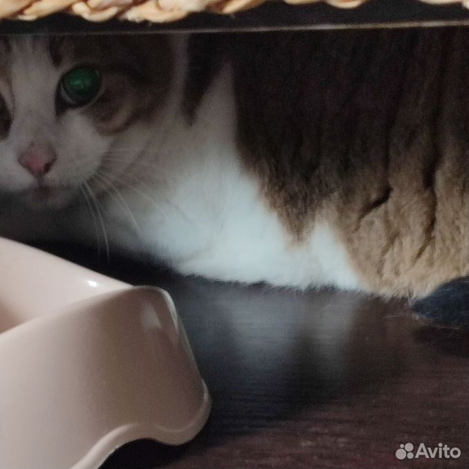 Спасите от усыпления