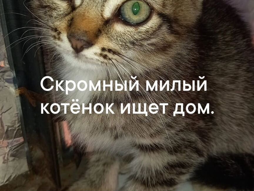 Малыш ищет хозяев