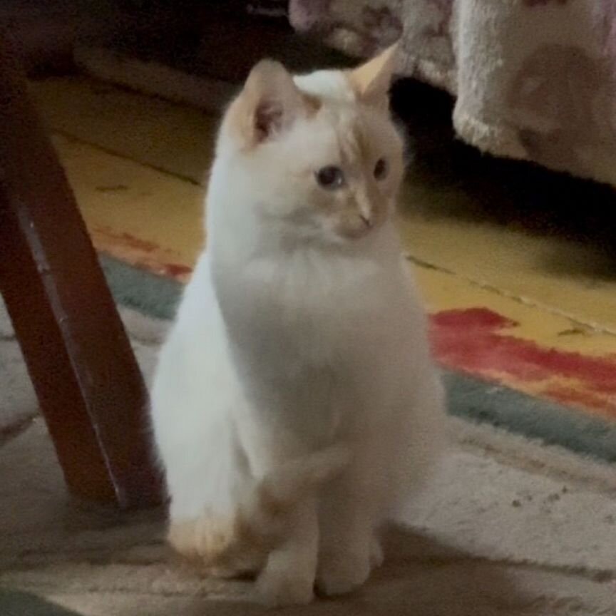 Котик бесплатно