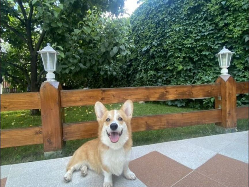 Вельш-корги пемброк мальчик