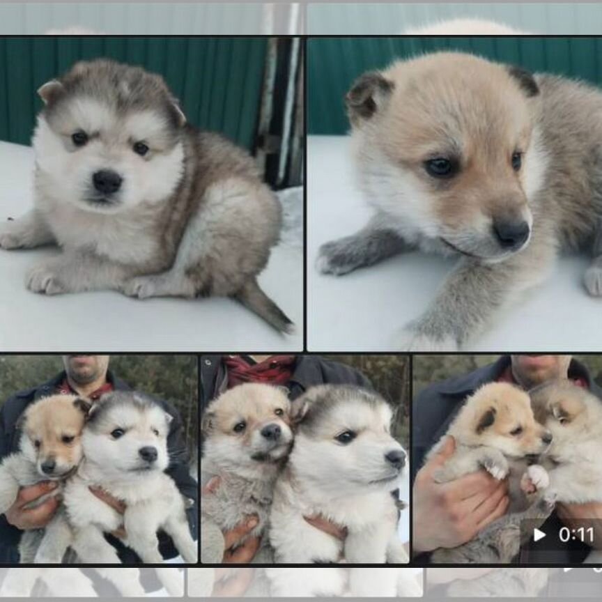 Щенок в добрые руки