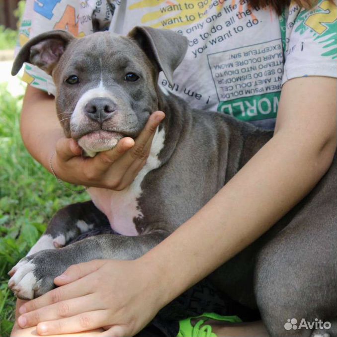 Амстафф щенок. Девочка