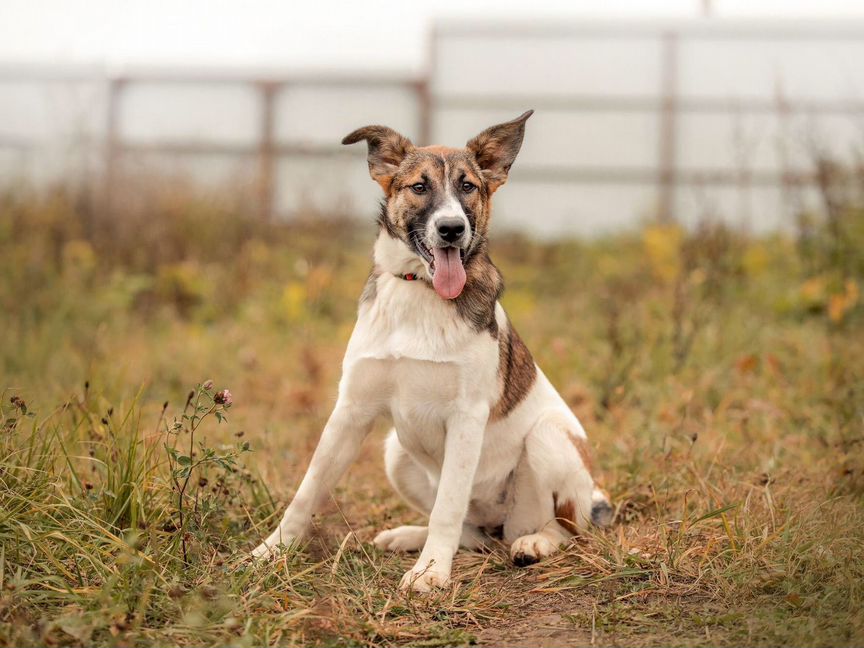 Собака Лада из приюта в добрые руки бесплатно