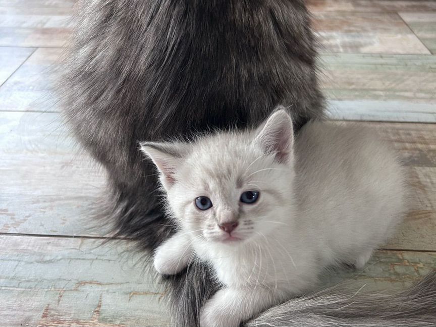 Сибирские Котята 1 месяц от домашней кошки