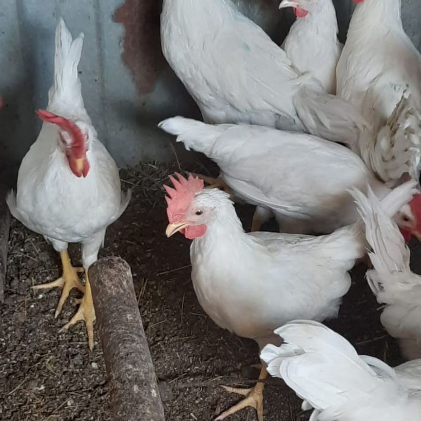 Молодые петухи