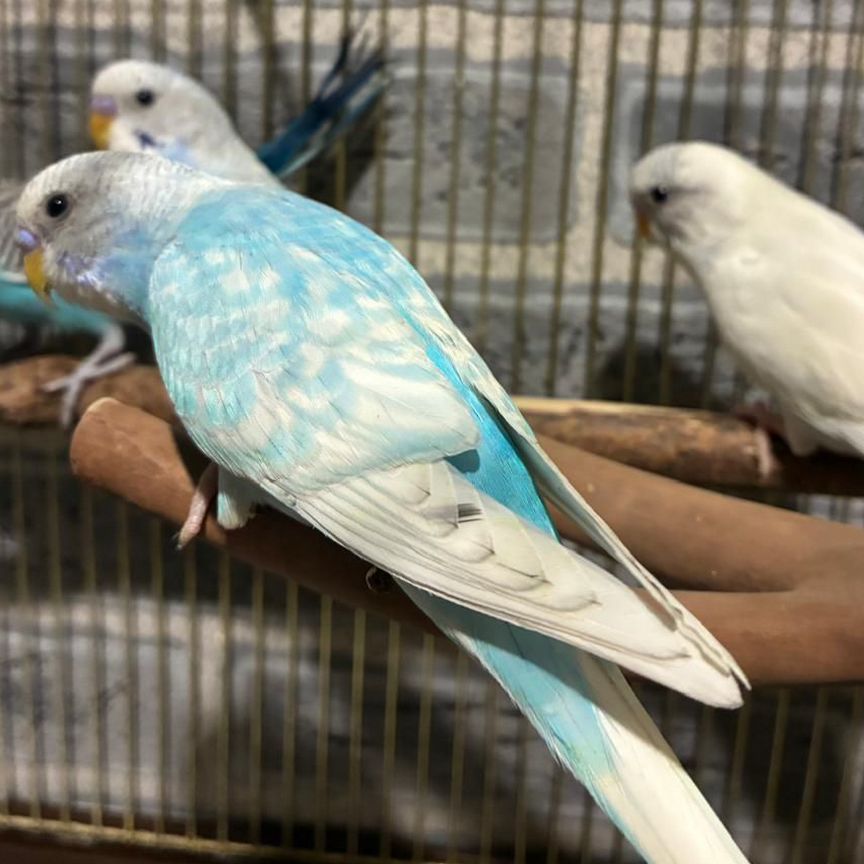 Птенцы волнистый попугай ручной москва