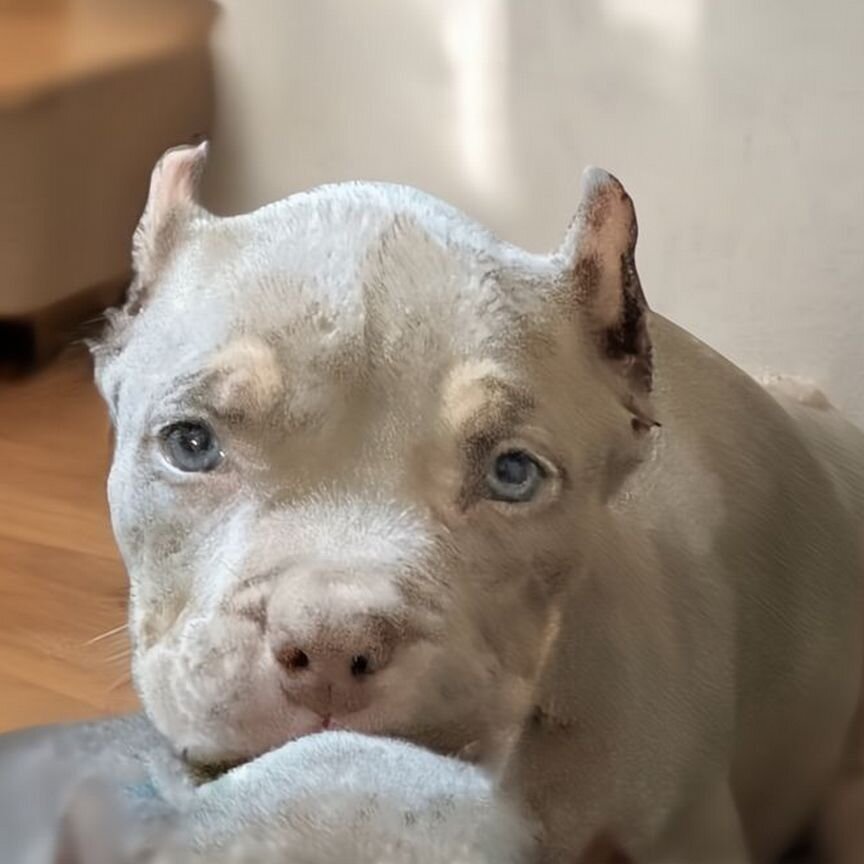 Американский булли, щенок