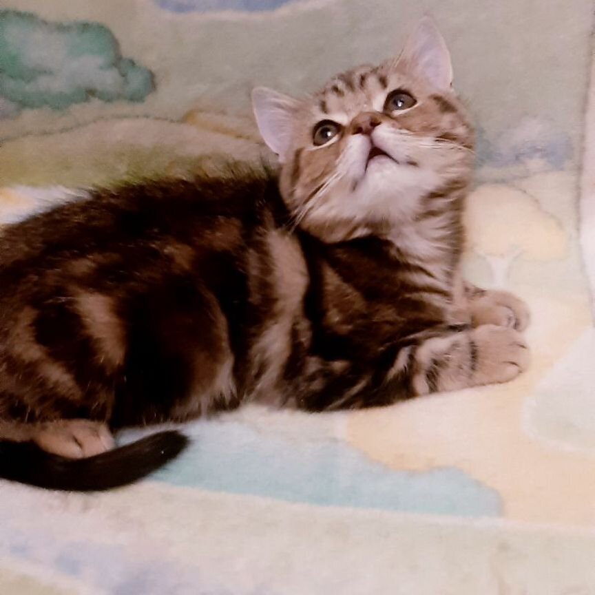 Шотландский прямоухий короткошёрстный котёнок