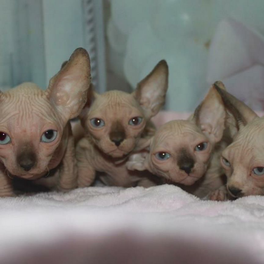 Канадский сфинкс котята