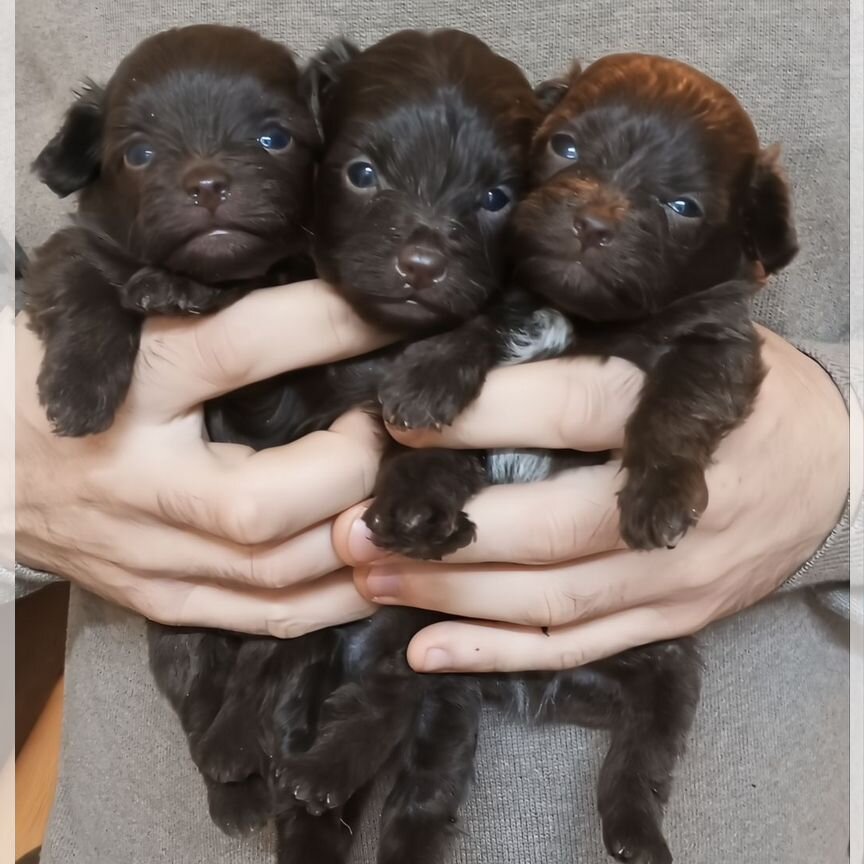 Мальтипу, щенок