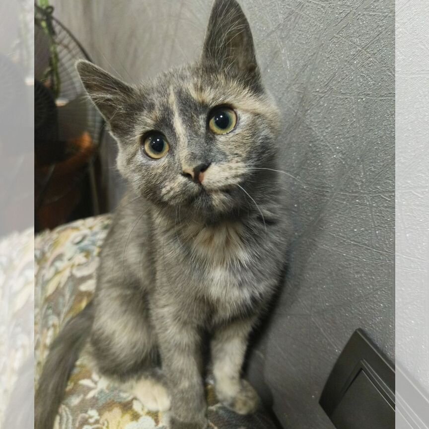 Взрослая, кошка в добрые руки