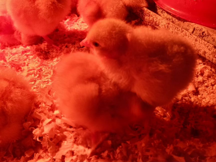 Продаются суточные циплята голошейки Франция