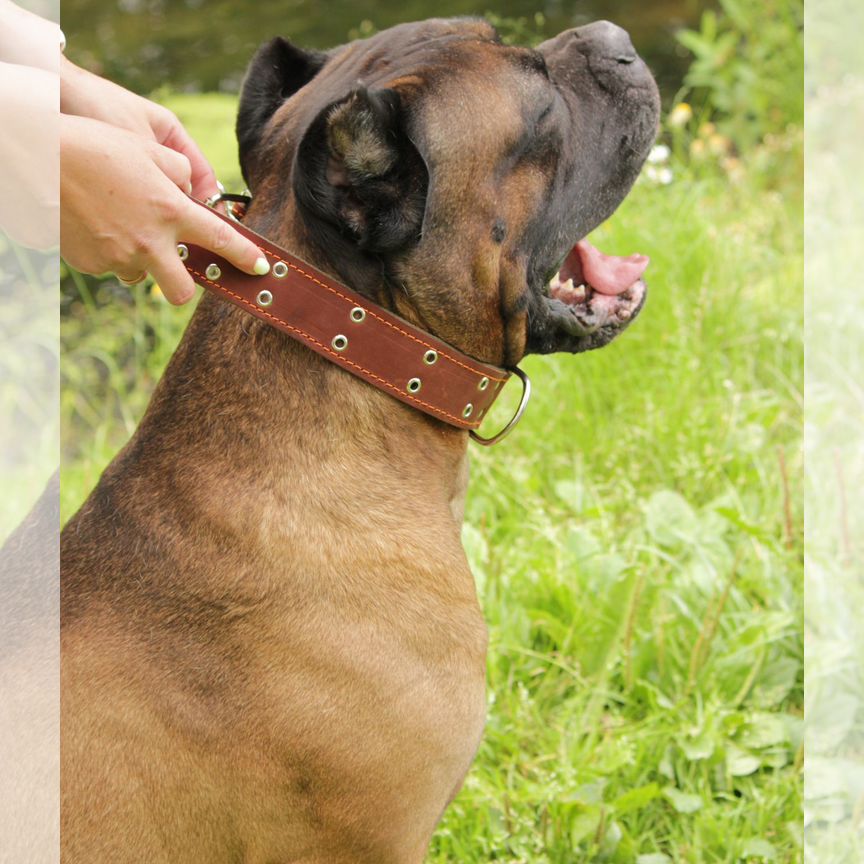 Ошейник кожаный для собак крупных пород