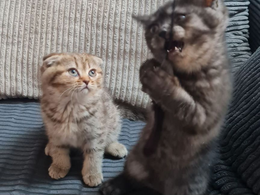 Шотландские котята вислоухие и прямоухие