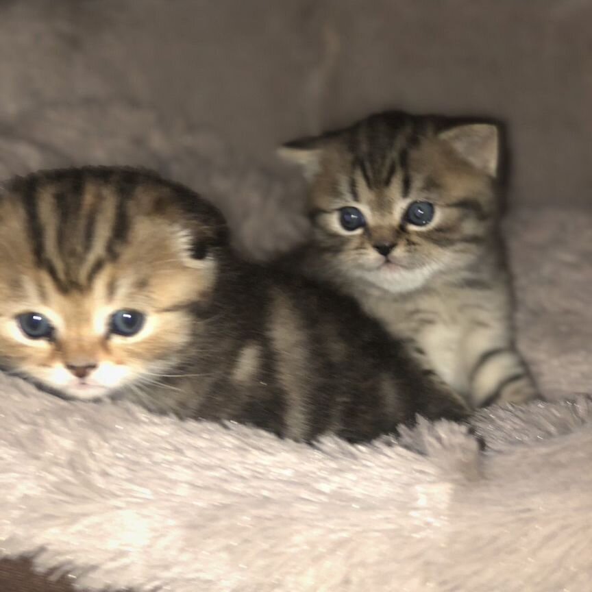 Шотландская вислоухая кошка