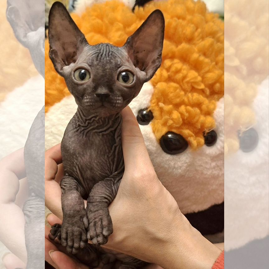 Канадский сфинкс котёнок