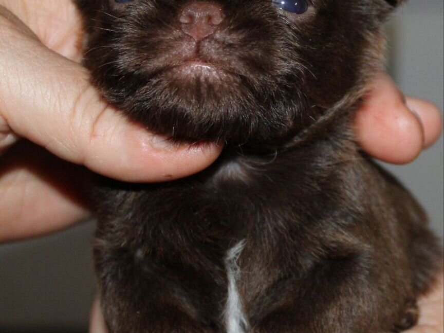 Гриффон шоколадка мальчик