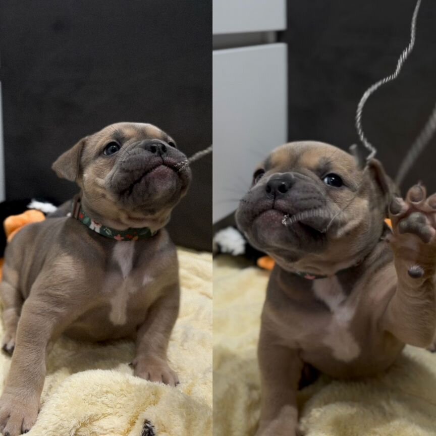 Американский булли, щенок