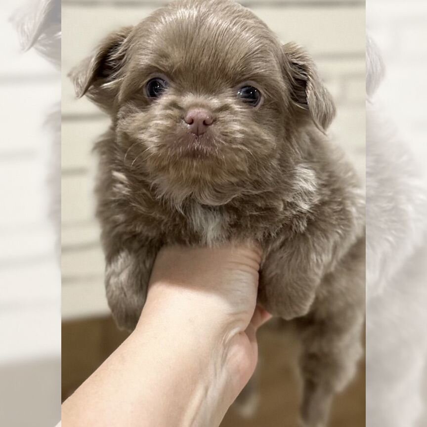 Чихуахуа, щенок