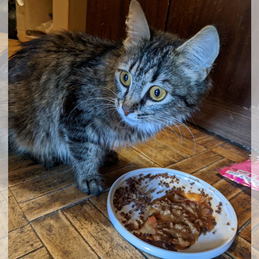 Кошка в добрые руки SOS