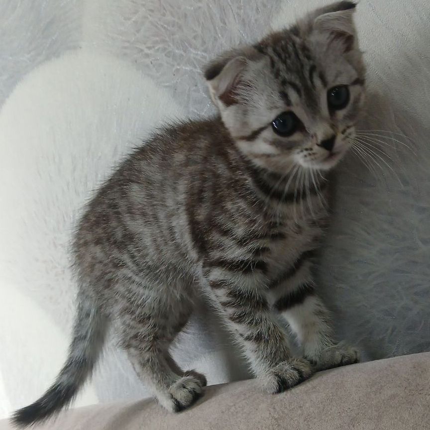 Шотландский вислоухий короткошёрстный котёнок