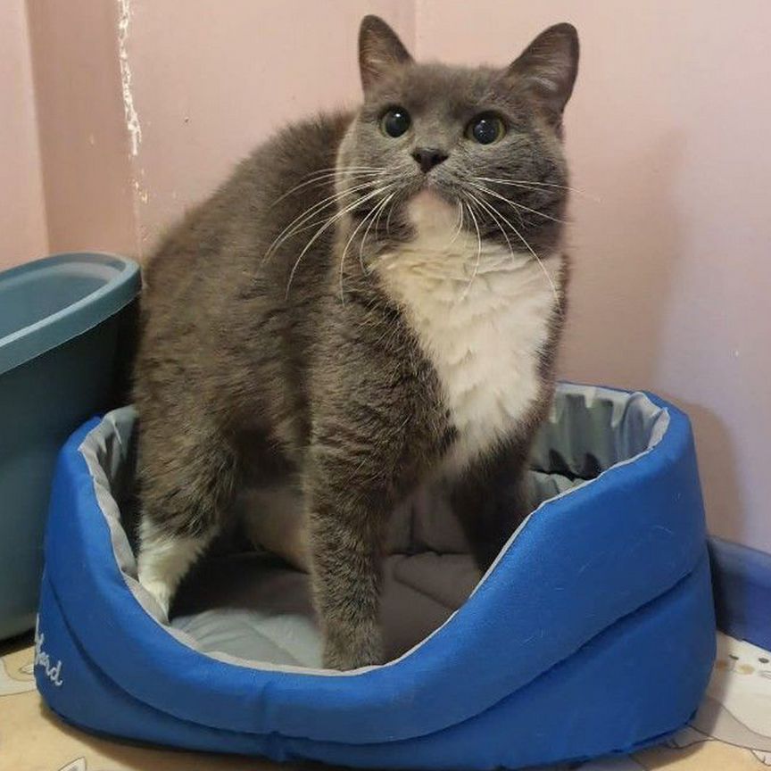 Кошечка в добрые руки