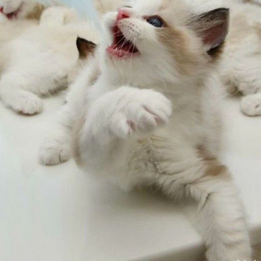 Котята рэгдолл