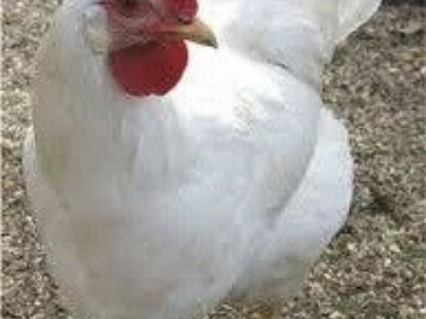 Молодые петухи Декабл Уайт