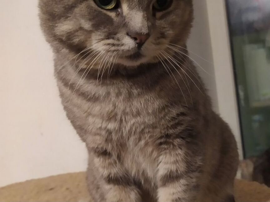 Цезарь, кот-император