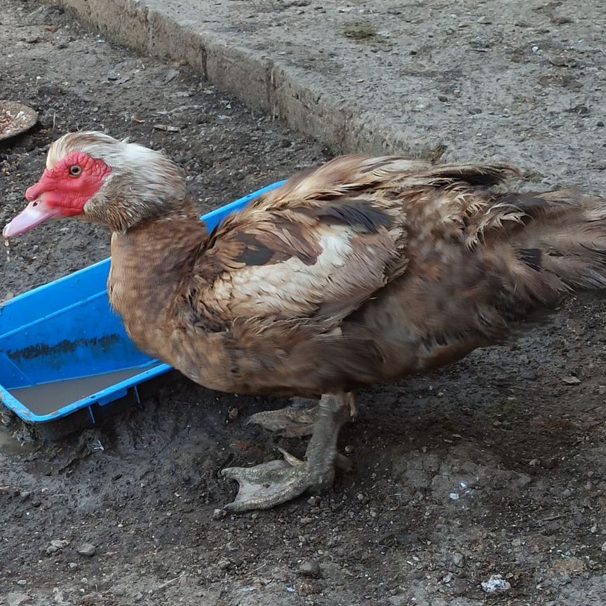 Индоутки красный бык