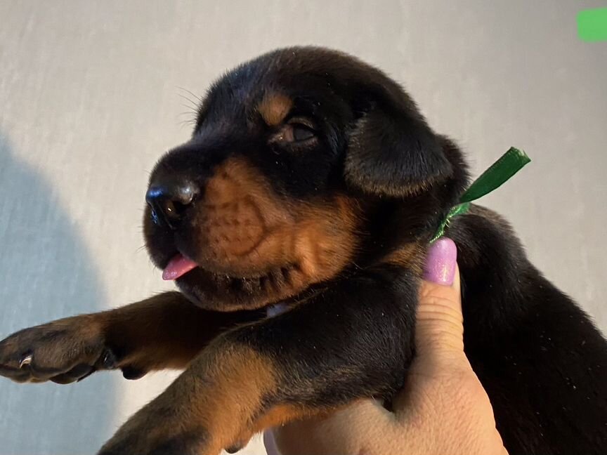 Щенки добермана