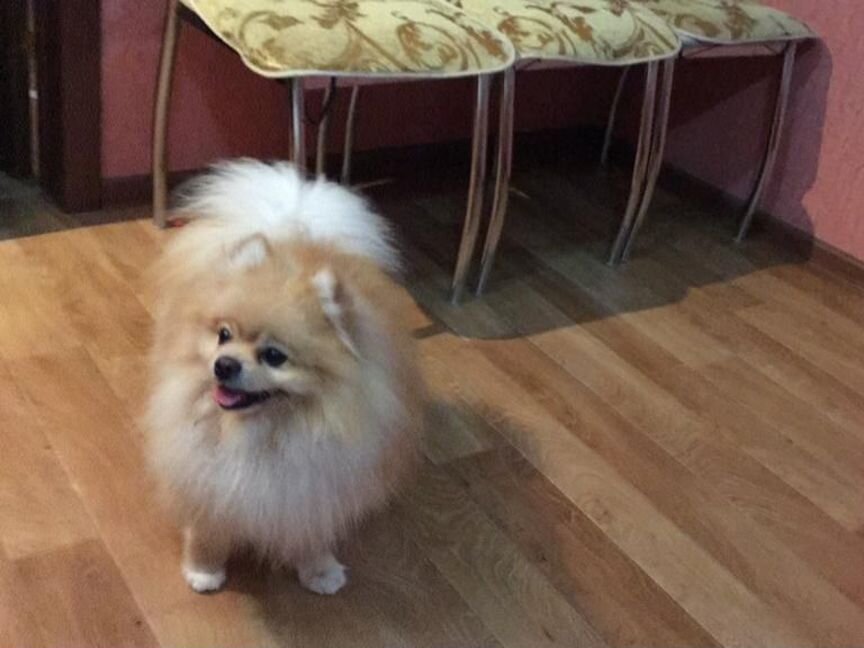 Кобель шпиц ищет невесту