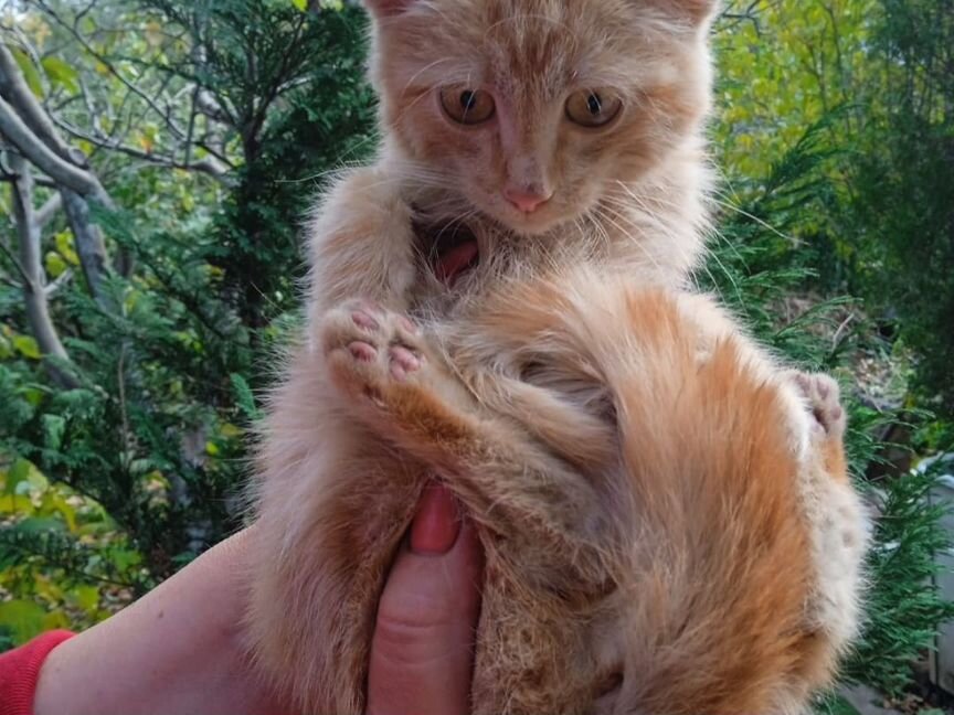 Котенок. Пропадает на даче. Ищем добрые ручки