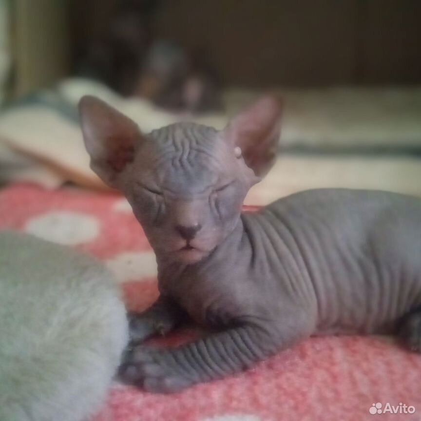 Донской сфинкс котята