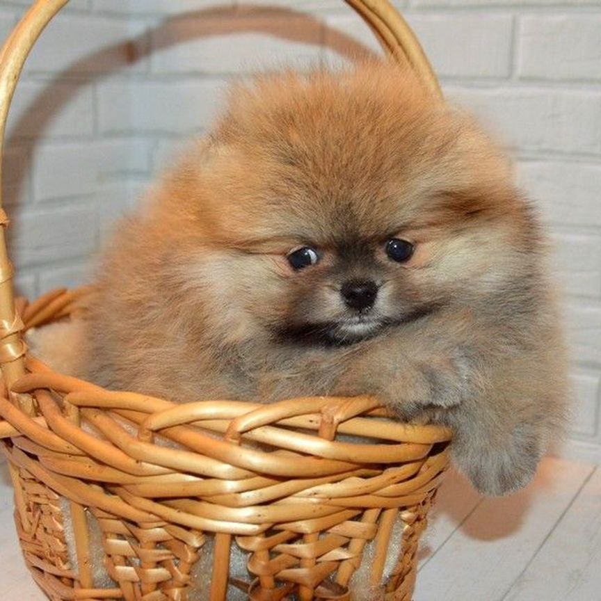 Померанский шпиц, щенок