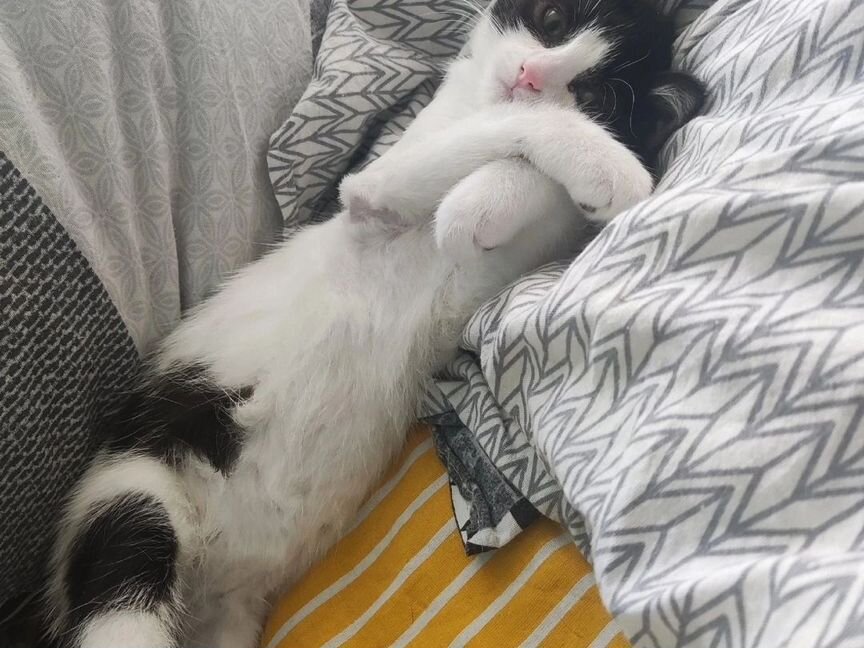 Котенок ждёт маму