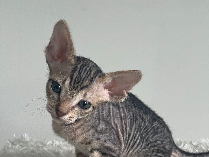 Котята Донского сфинкса