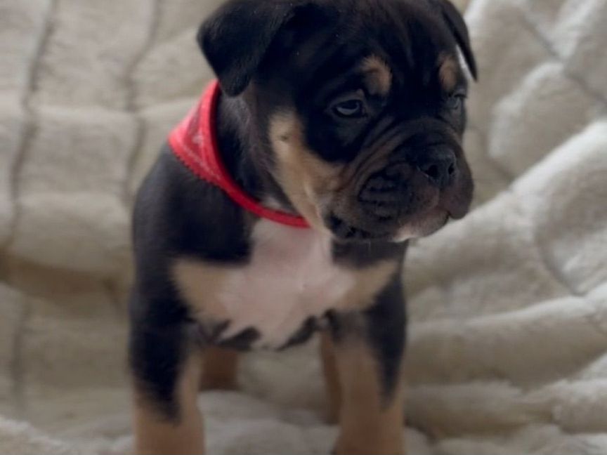 Американский булли - яркий мальчишка