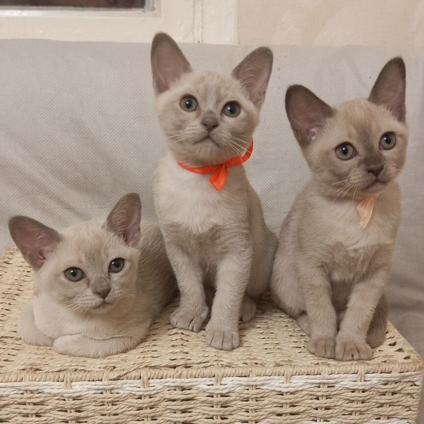 Бурманские котята