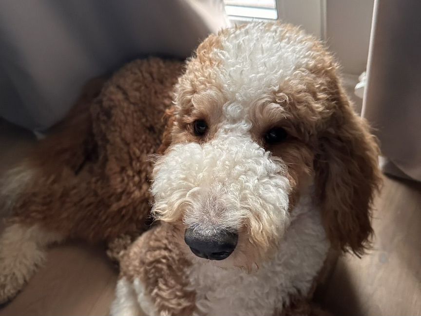 Королевский пудель