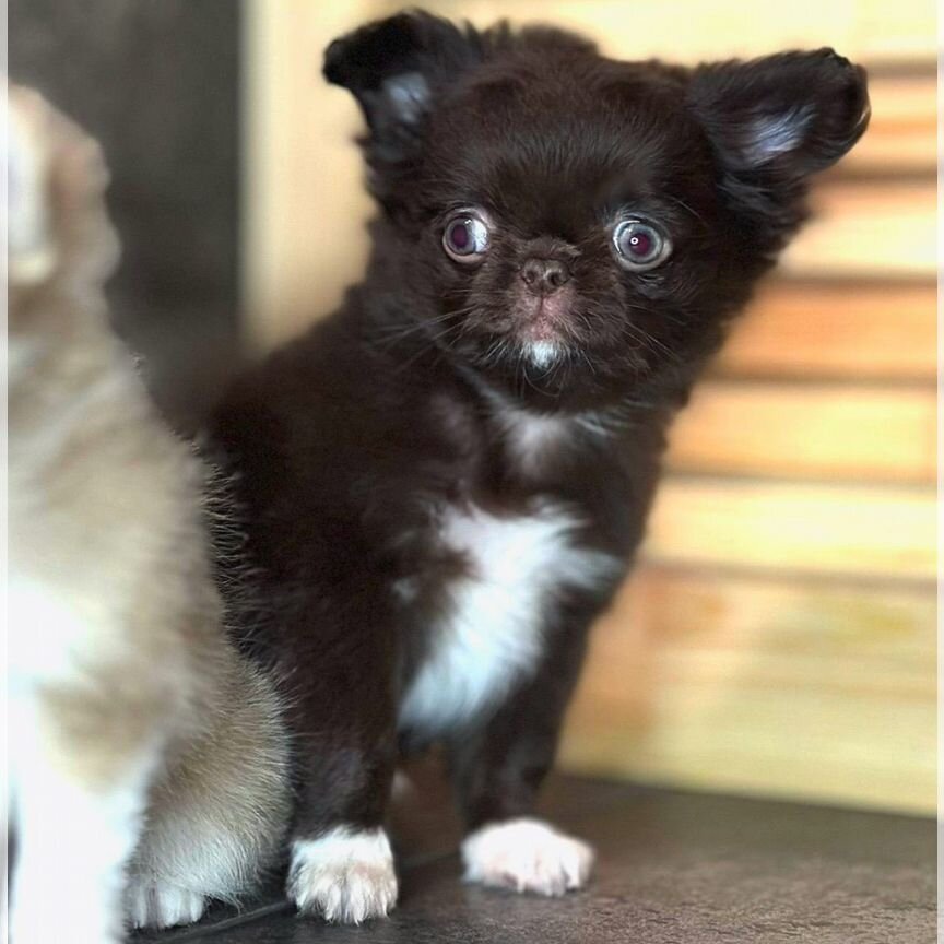 Чихуахуа, щенок