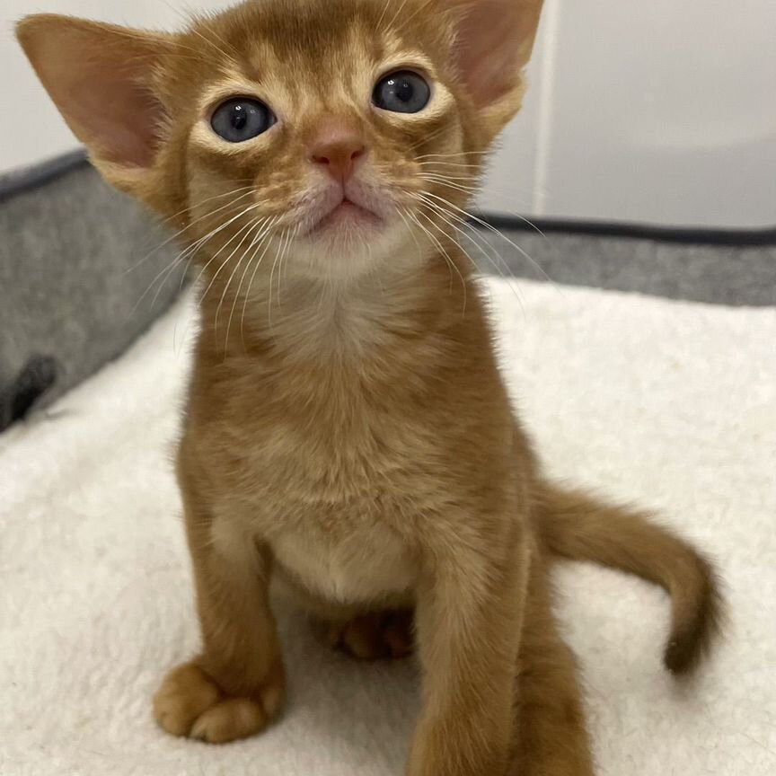 Абиссинские котята