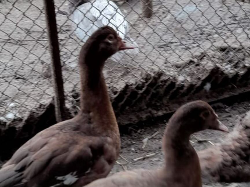 Мускусные утки тяжелые линии