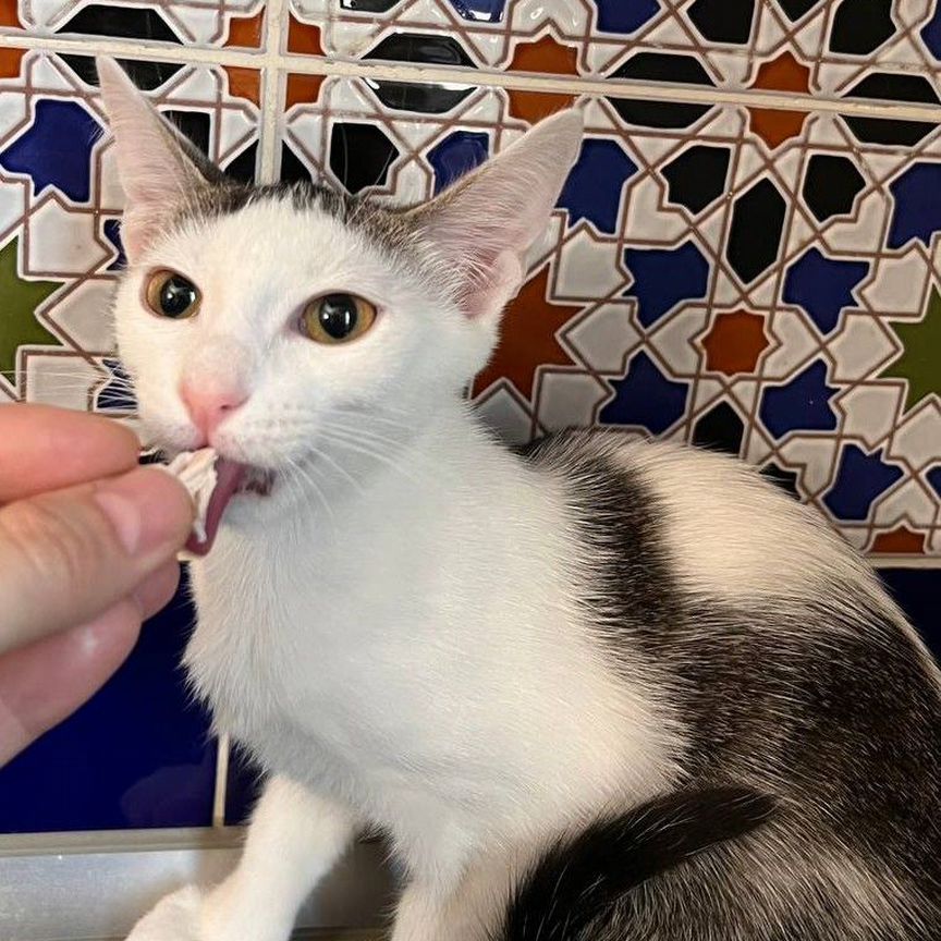 Котенок в дар