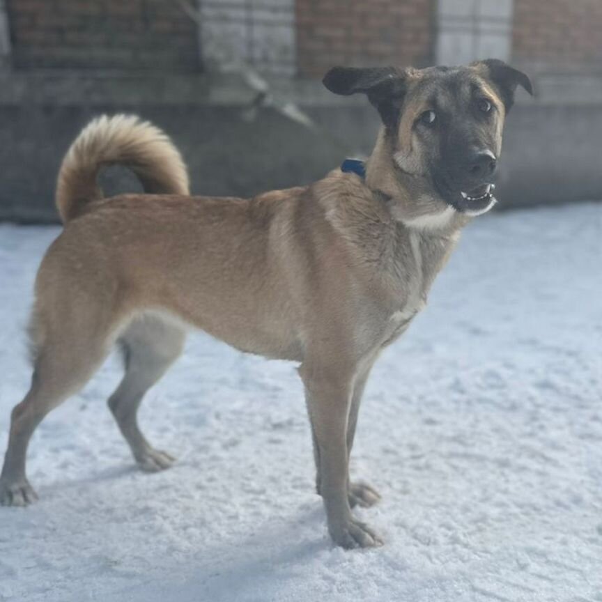 Собака в добрые руки отдам бесплатно