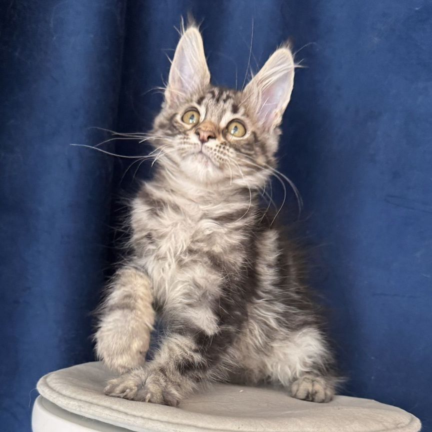 Мейн-кун мальчик