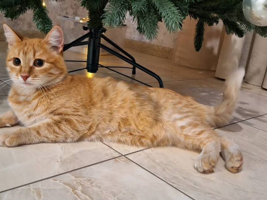 Шикарный рыжий котик